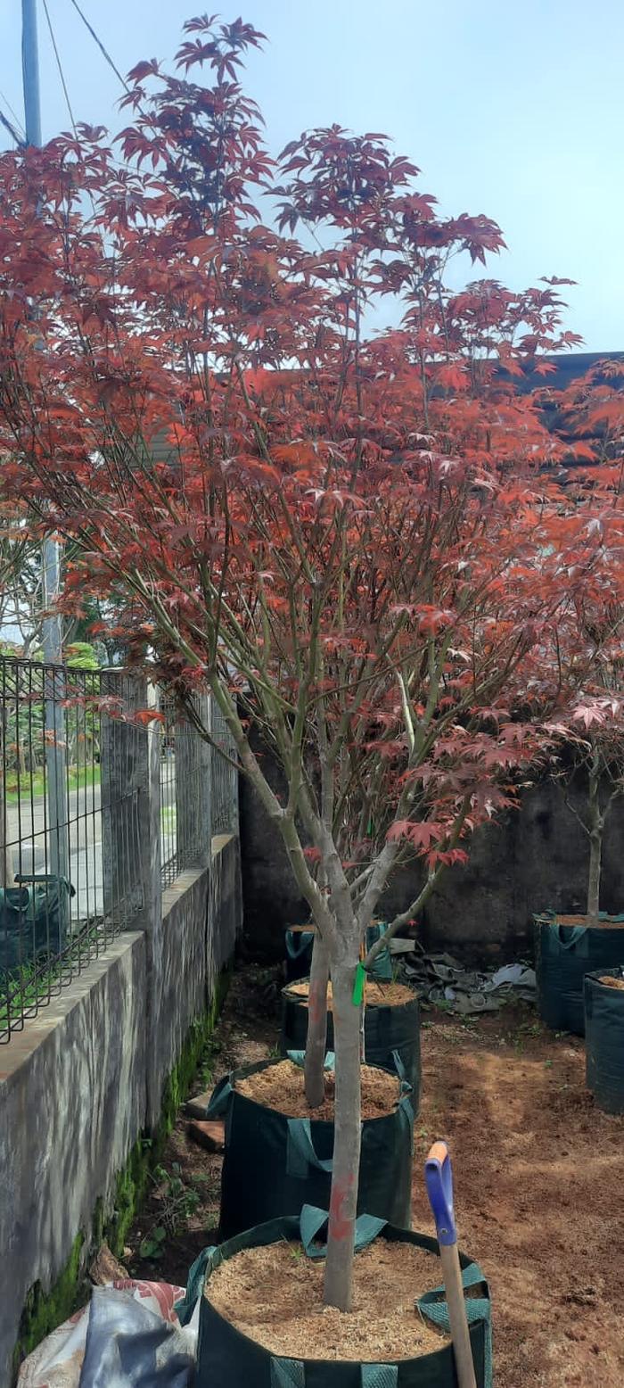 Jual Pohon Maple Jepang Bigsize Uk 3-+ Up | Realpict Ready Stock - Kab ...