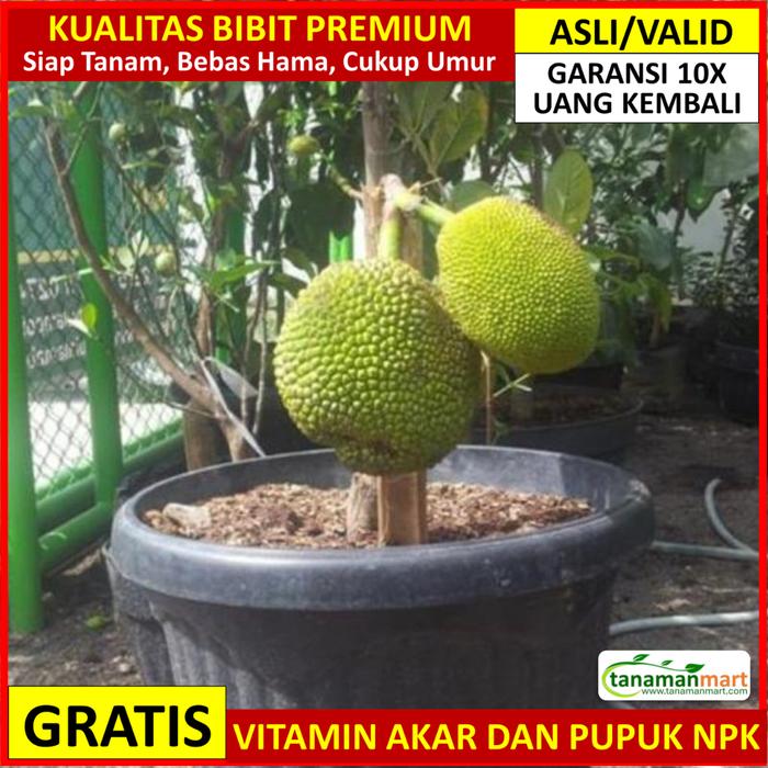 Jual Bibit Nangka Mini Asli Bergaransi, Pohon Buah Okulasi Valid - Kab ...