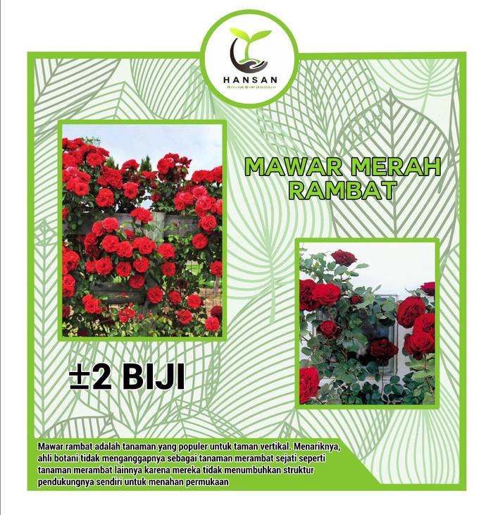 Promo 2 Bibit Mawar Rambat Merah Super Benih Bunga Red Rose Climbing ...
