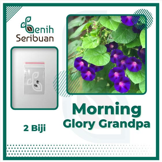 Jual 2 Benih Bunga Morning Glory Grandpa OTT Bibit Tanaman Bunga ...