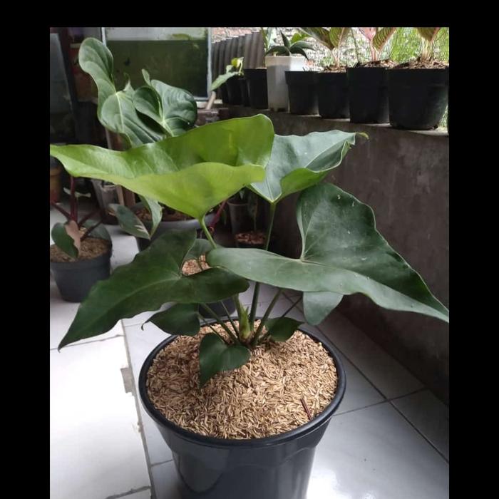 Jual anthurium Batman ( roset . induk ) size besar - Kota Tangerang ...