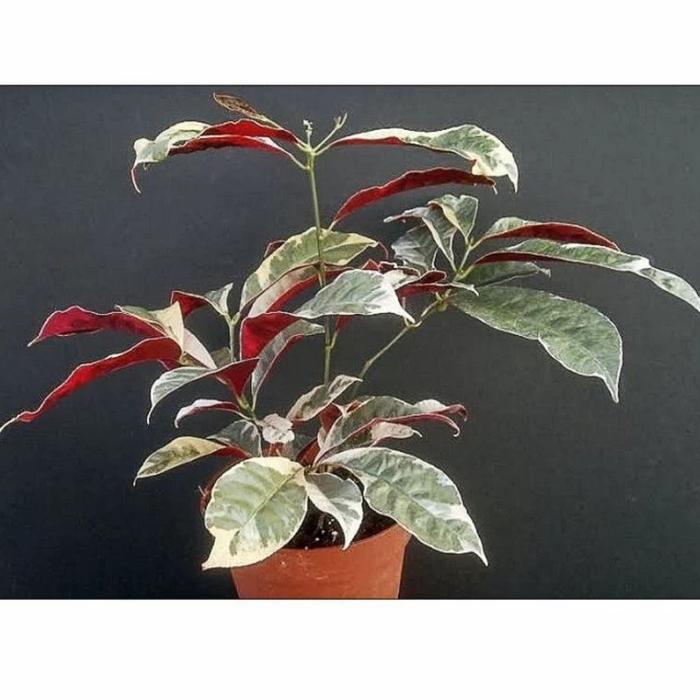 Jual tanaman sambang dara tanaman hias sambang darah - Kab. Bogor ...