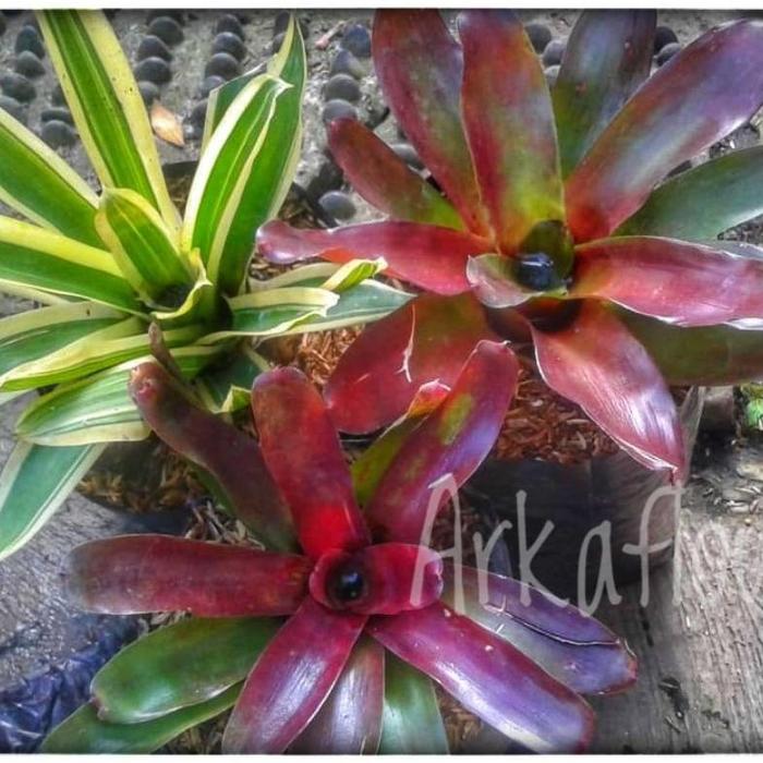 Jual Satu Paket isi 12 batang Bromelia/Paket besar/Tanaman hias ...