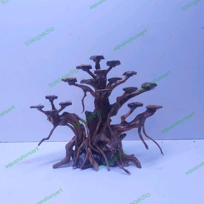 Jual bonsai mini bringin aquascape 15cm k09 - Kota Depok ...