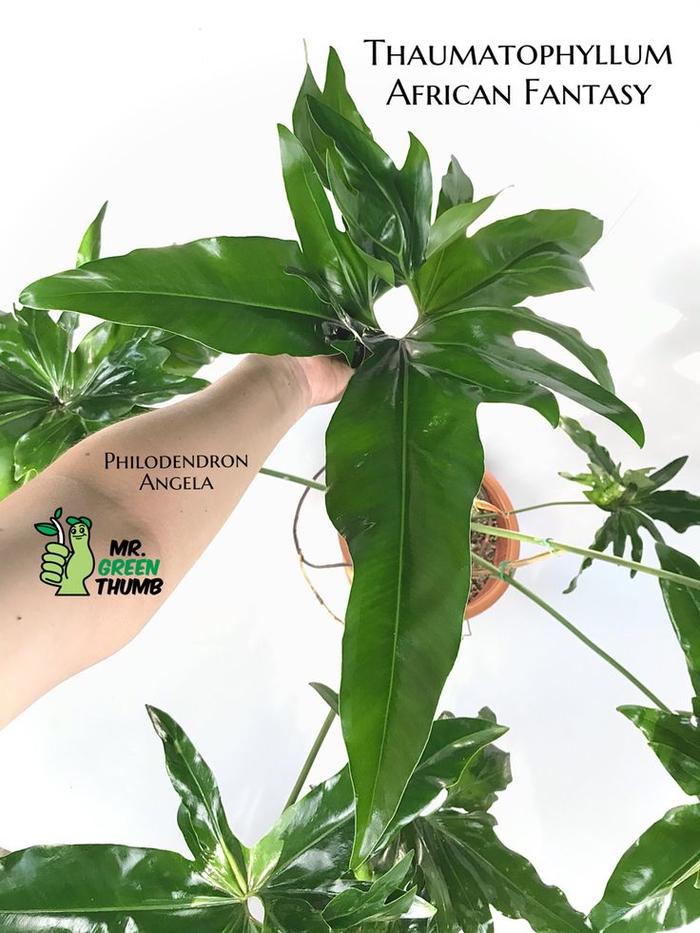 Jual Philodendron Angela / Philodendron Mercy / Philo Angela / Philo ...