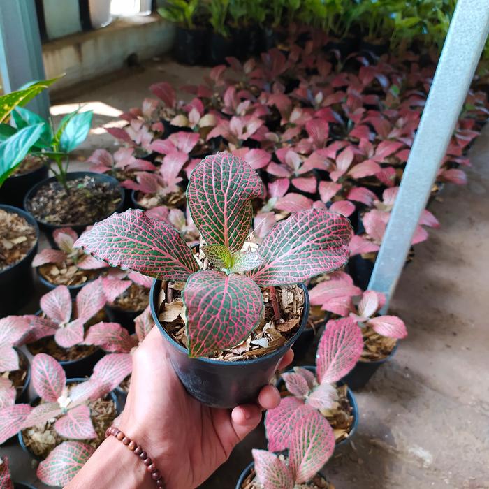 Jual tanaman fittonia mutiara merah gantung - Kab. Bogor - beautiful ...