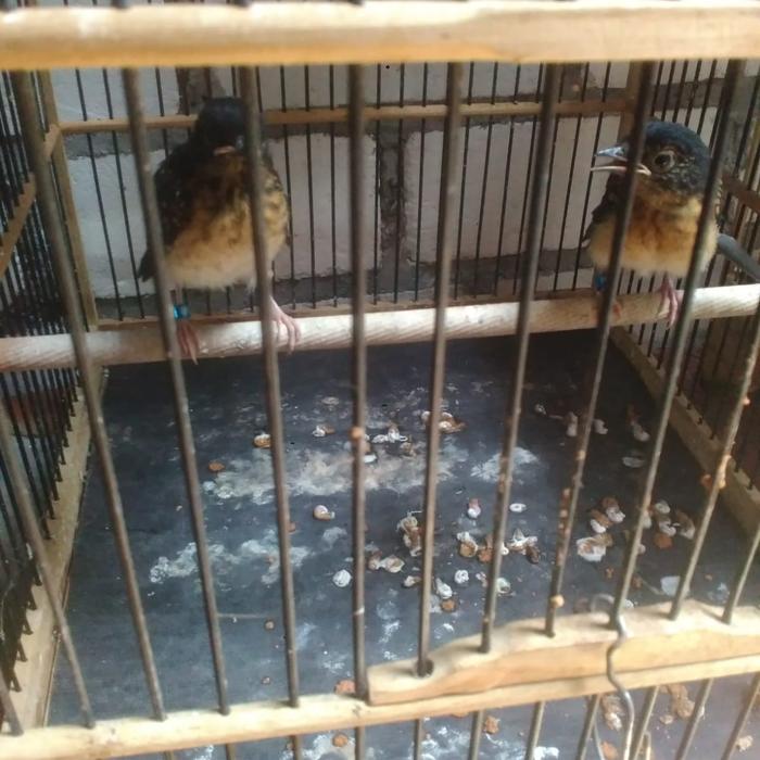 Jual burung srdc ori bali jantan - Jakarta Utara - Jihan_Salma | Tokopedia