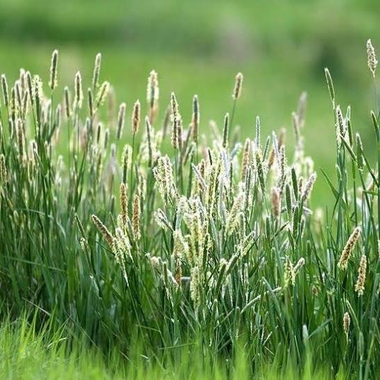 Jual 2 Biji Benih Rumput Timothy Grass Untuk Pakan Ternak - Jakarta ...