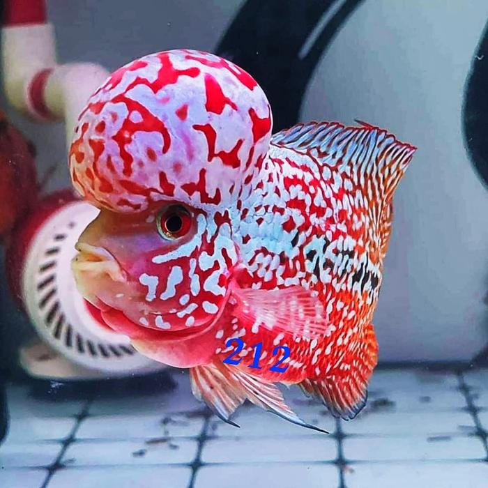 Jual Bakul212° VIP Louhan Red King Kamfa F2 Viper Ori Thailand - Kab ...