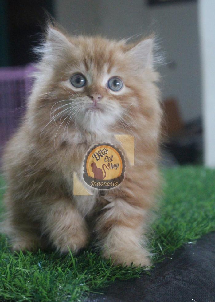Jual Kucing Persia Red Marble Flatnose - Jakarta Pusat ...