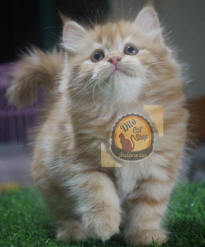 Jual Kucing Persia Red Marbel Betina - Jakarta Pusat ...