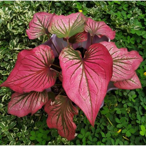Jual Bunga Caladium Murah Tanaman Hias Keladi Infinity Tanaman Hias ...