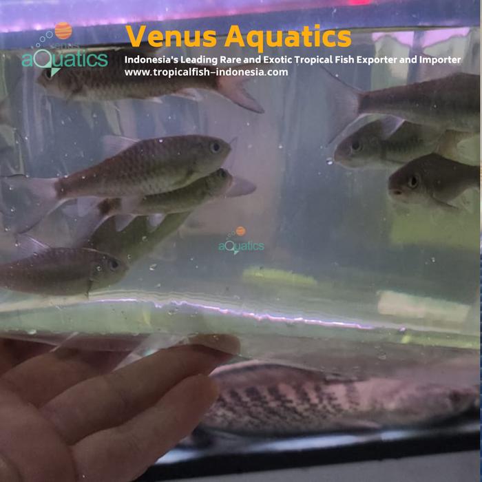 Jual IKAN BLUE MAHSEER THAILAND STRACHEYI THAILAND - Kab. Tangerang ...