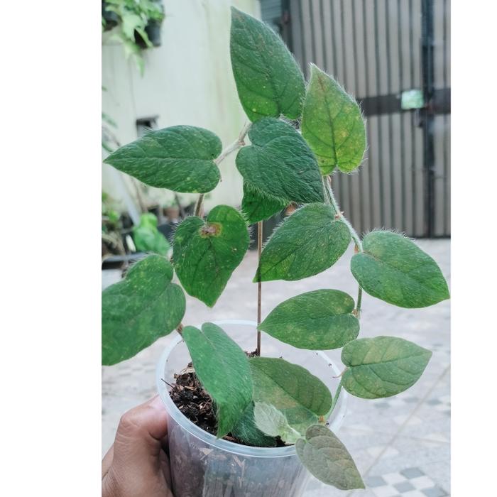 Jual ficus villosa - Kab. Banyumas - drupadi_kebons | Tokopedia