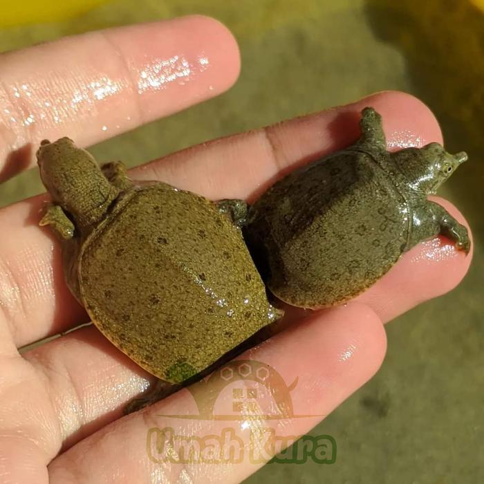 Jual Anakan Labi labi Bulus Empas Baby - Kab. Gianyar - Umah Kura ...