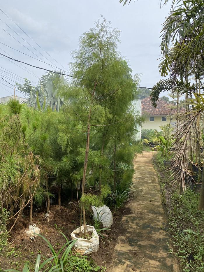Jual Tanaman Cemara Angin Tinggi 2 Meter - Jakarta Barat - little Bali ...