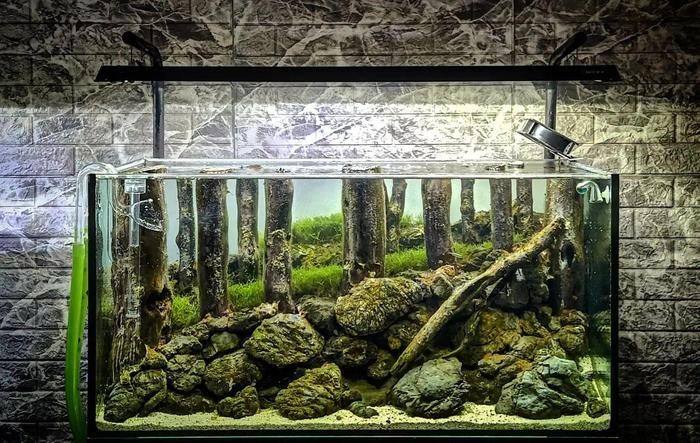 Jual Nickz aquascape bonsai jungle kayu lurus 120 cm fullset - Kota Tangerang Selatan ...