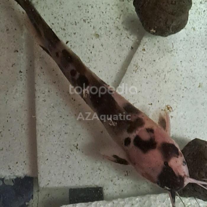 Jual Ikan Hias Lele Catfish Albino Loreng Sapi Bule Belang Mate ...