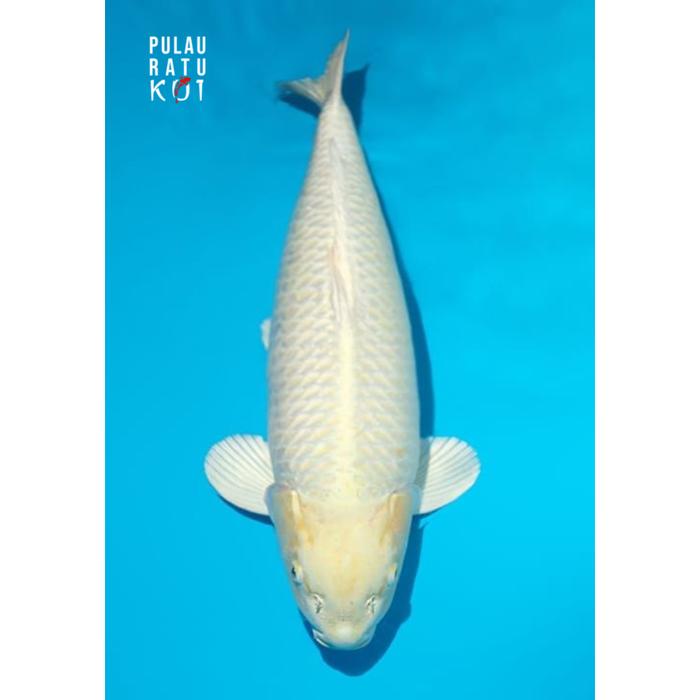 Jual Ogon dainichi botan 65 bu female ikan koi import sertifikat ...