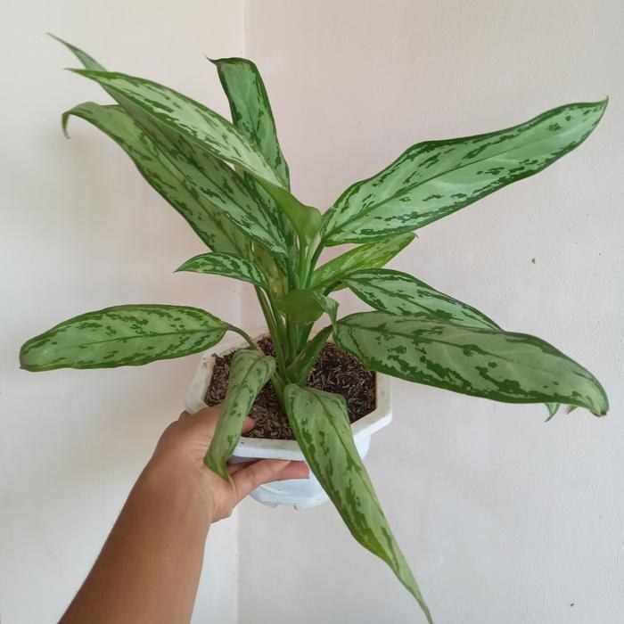 Jual Aglaonema Cutlass Commutatum - Kota Manado - Beautiful Gardens ...