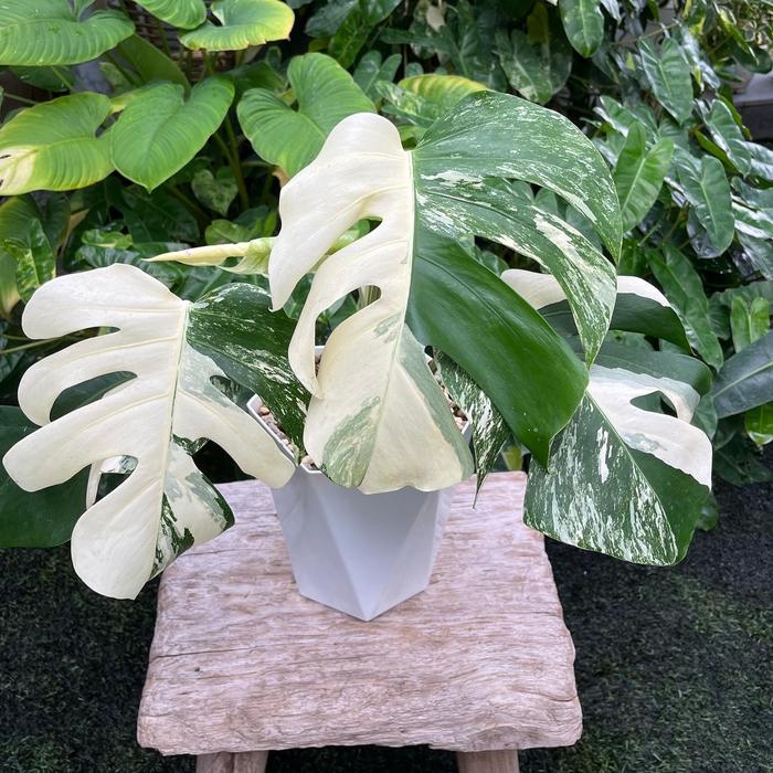Jual monstera variegata / Monstera varigata holland/ monvar - Kota ...
