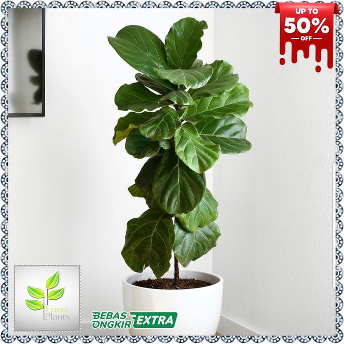 Promo tanaman hias ketapang biola cantik/tanaman biola cantik - Kab ...