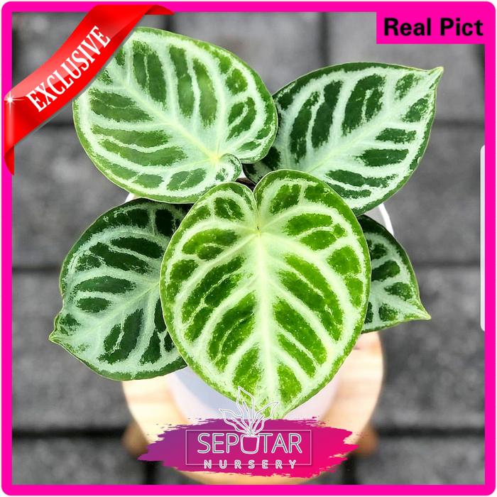 Jual anthurium dorayaki silver blush - tanaman hias kuping gajah ...