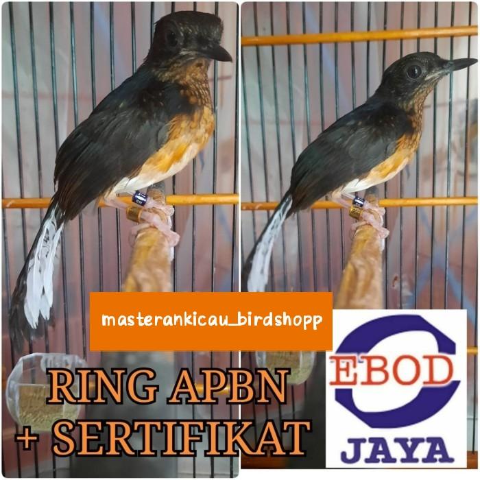 Promo burung murai trotol jantan super APBN+BNR double sertifikat ring dua - Jakarta Timur ...