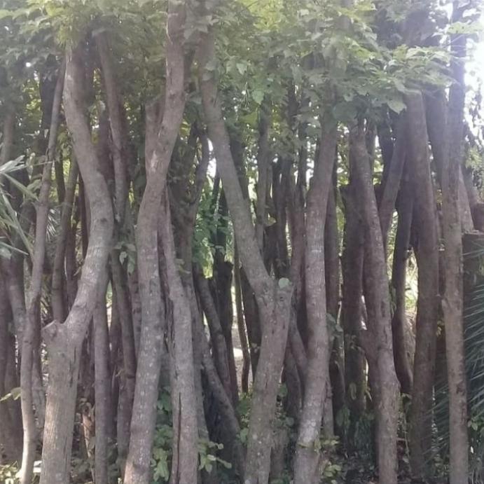 Jual Pohon Angsana/Tanaman pelindung/peneduh. - Kota Depok - Mpim Taman ...