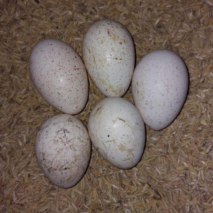 Jual Fress Telur Ayam Kalkun Fertil Untuk Ditetaskan - Kota Bandung ...