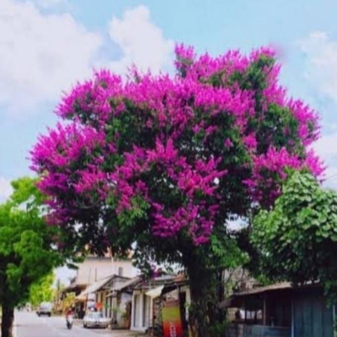 Jual Pohon peneduh bungur sakura local tinggi 2meter - Kota Depok ...