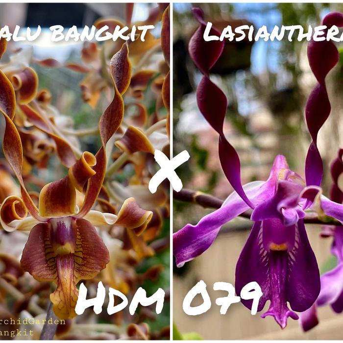 Jual Bibit seedling anggrek dendrobium hybrid benih dendro - hdm 079 ...
