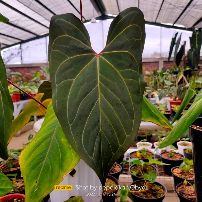 Promo Anthurium Papillilaminum Red Stem - Kab. Bandung Barat - Tanamanhias_Obyor | Tokopedia