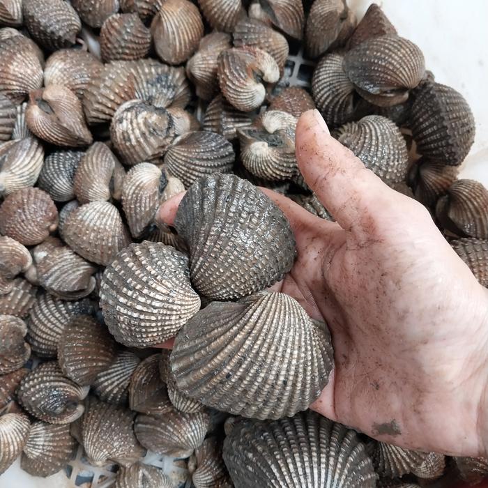 Jual KERANG DARA HIDUP 1KG (BESAR RATA) - Jakarta Utara - hy zidan ...