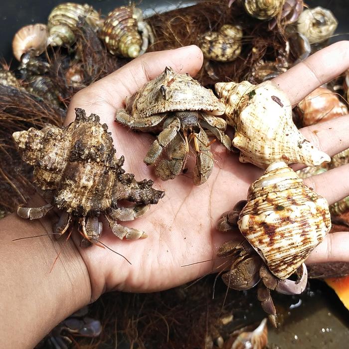 Jual kelomang besar XL 7ekor - Kota Surakarta - Reptile Hentai | Tokopedia