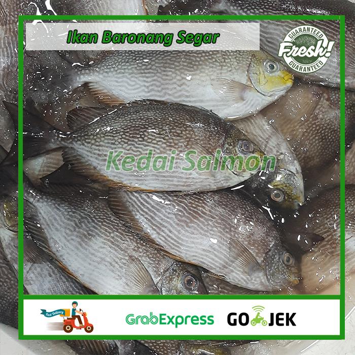 Jual Ikan Baronang Segar 1kg Isi 3-5 Ekor / Ikan Laut Bersih Sisik ...