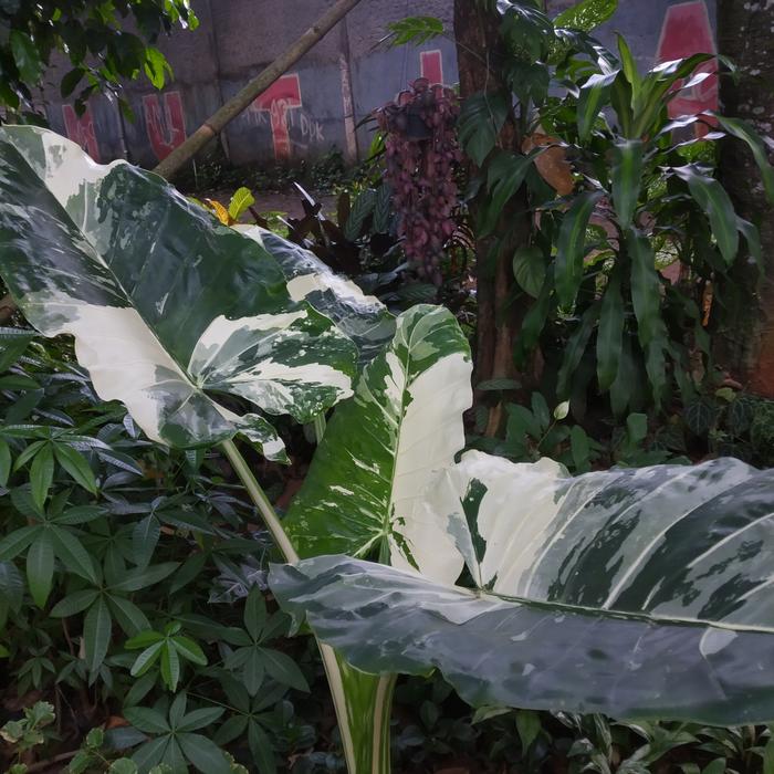 Jual Tanaman Hias Sente Variegata - Sente Variegata Besar - Ukuran 1 ...