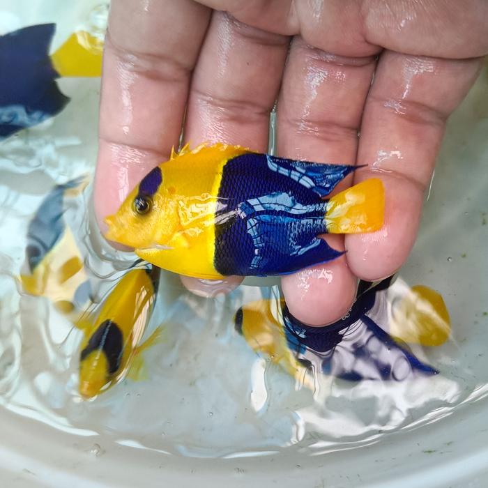 Jual ikan hias angel bk biru kuning aquarium laut - Jakarta Selatan ...