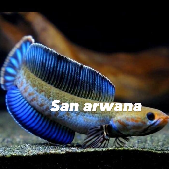 Jual Chana blue andrao gondrong super blue - Jakarta Timur - san arwana ...
