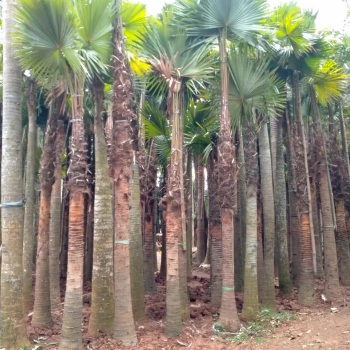 Jual pohon palm sadeng tinggi 2 meter batang / palem kipas sadeng ...