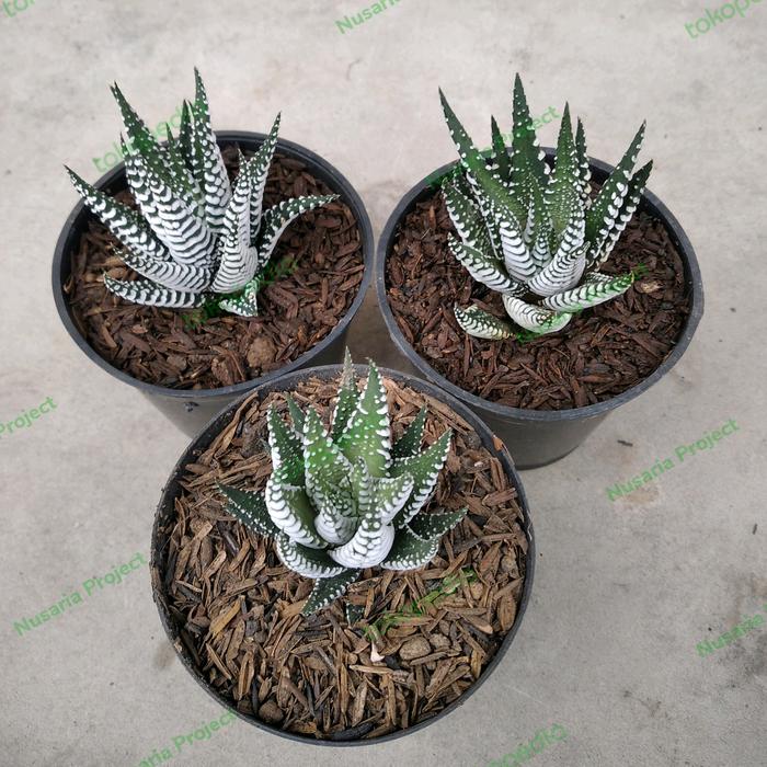 Jual tanaman hias kaktus sukulen haworthia zebra - Kab. Bandung Barat ...