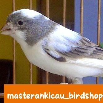 Jual burung kenari panda bahan prospek grade A - Jakarta Timur ...