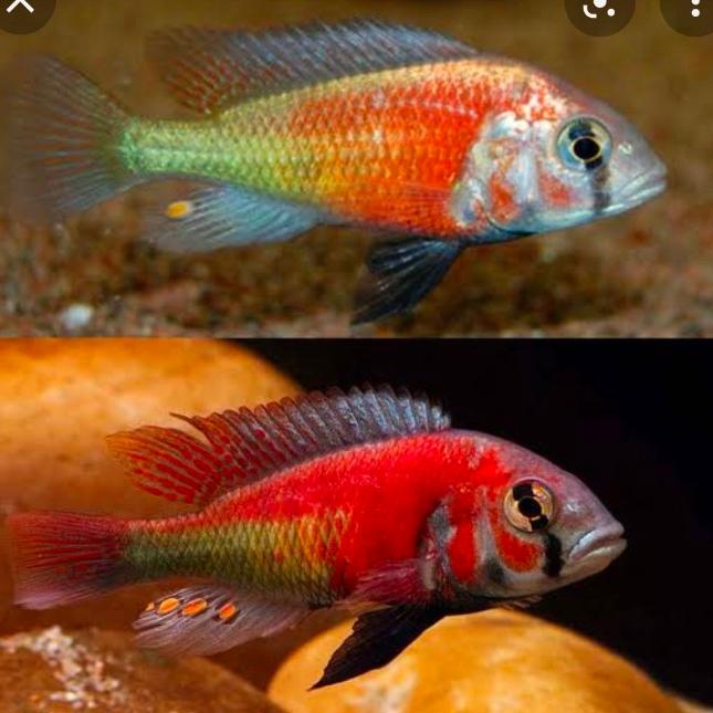 Promo PAKET IKAN HIAS AFRICAN CICHLID (OB Peacock, dll) ISI 10 Gratis 3 ...