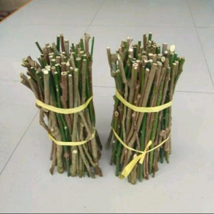 Jual Bibit Stek Batang Daun Katu / Bibit Daun Katuk / Tanaman Daun ...