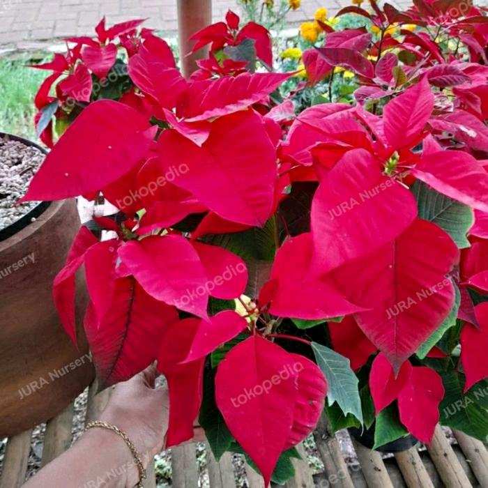 Jual tanaman hias katsuba merah cantik - Kota Tangerang Selatan - JURA ...