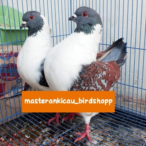 Jual burung merpati hias Modena sepasang produksi - Jakarta Timur ...