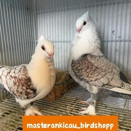 Jual burung merpati hias sultan santinet sepasang produksi - Jakarta ...