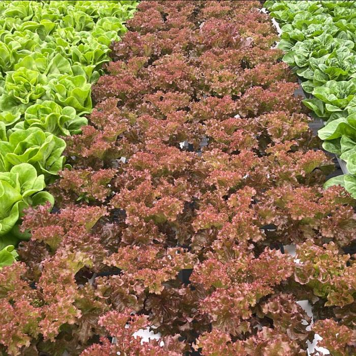 Jual Selada lollo Rosso merah / Red lollo Rosso /Organik Hidroponik ...