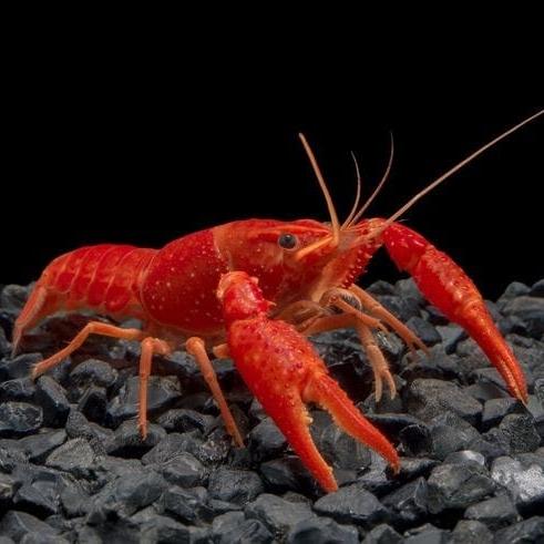 Jual lobster hias aquarium/lobster merah/hiasan/pemanis aquarium - Kab ...