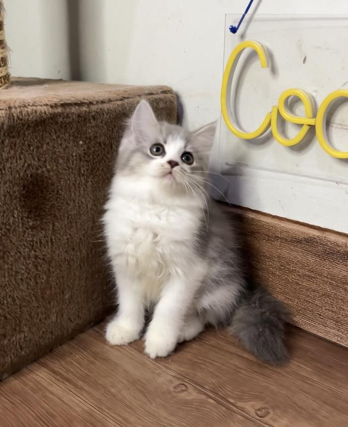 Jual kucing kitten persia blue white tabby - Kota Denpasar - Fluffy Cat ...